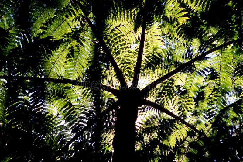 Frondas Rojas Del Helecho Que Despliegan Imagen de archivo - Imagen de ...