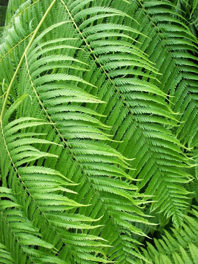 Frondas del helecho imagen de archivo. Imagen de fronda - 56426279