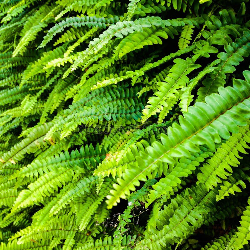 Frondas del helecho foto de archivo. Imagen de hojas - 59298614