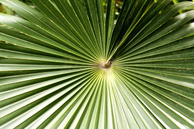 Frondas tropicales imagen de archivo. Imagen de flora - 28563151