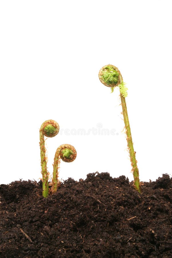 Koru. Felce D'argento Della Nuova Zelanda. Immagine Stock - Immagine di ...