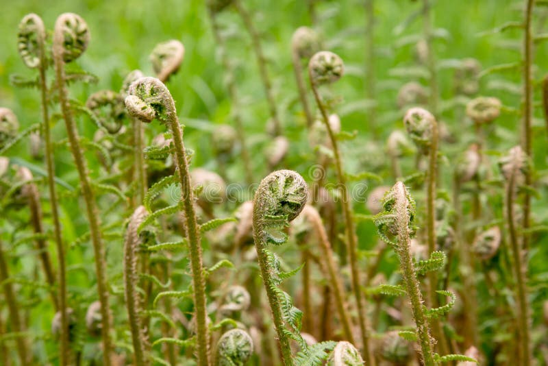 Fronda della felce immagine stock. Immagine di foglio - 21855925