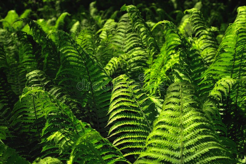 Fronds stock image. Image of park, pattern, fern, shadow - 26509209