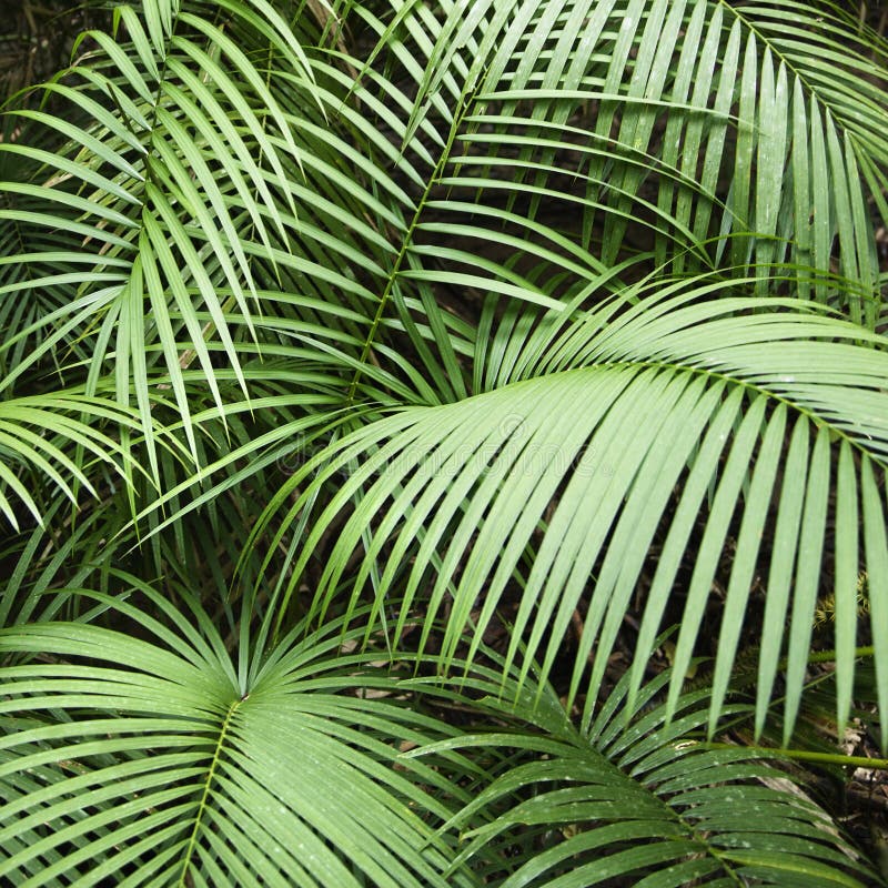 Fronds. stock photo. Image of texture, leaves, lush, fern - 4485504