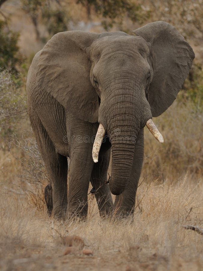 Front of an African Elephant Stock Photo - Image of mammals, tree: 21540434