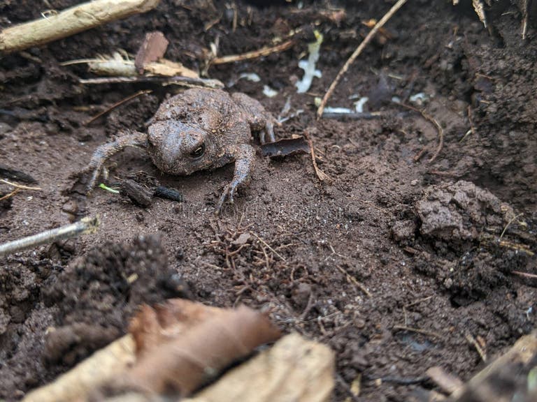 607 Mud Toad Stock Photos - Free & Royalty-Free Stock Photos from ...