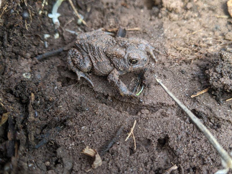 The Front of an American Toad Stock Photo - Image of amphibian, gray ...