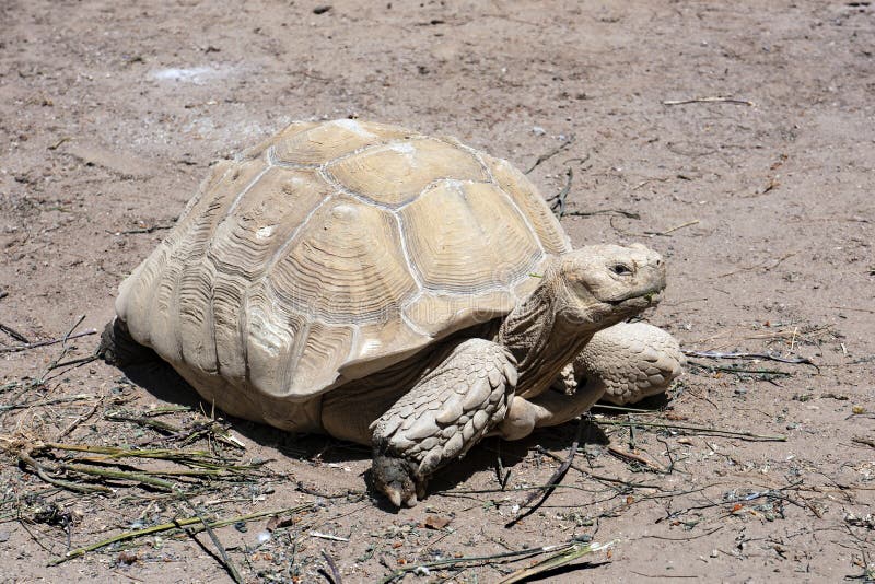 Front Angle View of a Desert Tortoise Stock Photo - Image of ...