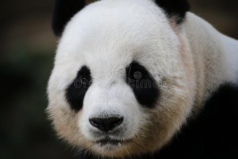 Front Angle Views of Panda at Zoo Stock Photo - Image of carnivoran ...