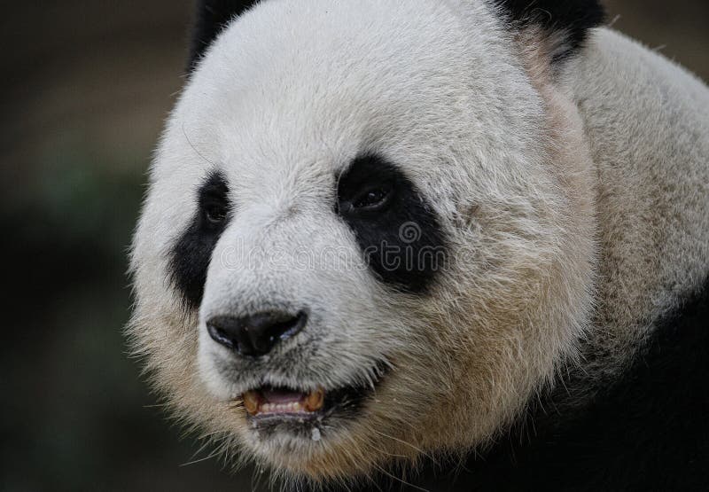 Front Angle Views of Panda at Zoo Stock Photo - Image of giraffe ...