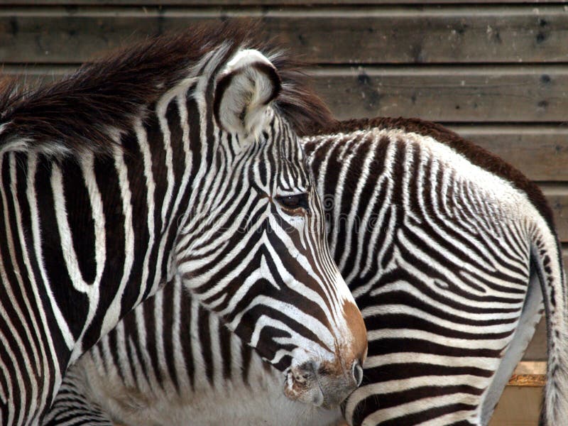 Front and back 1 stock photo. Image of wild, zebra, rear - 16572608
