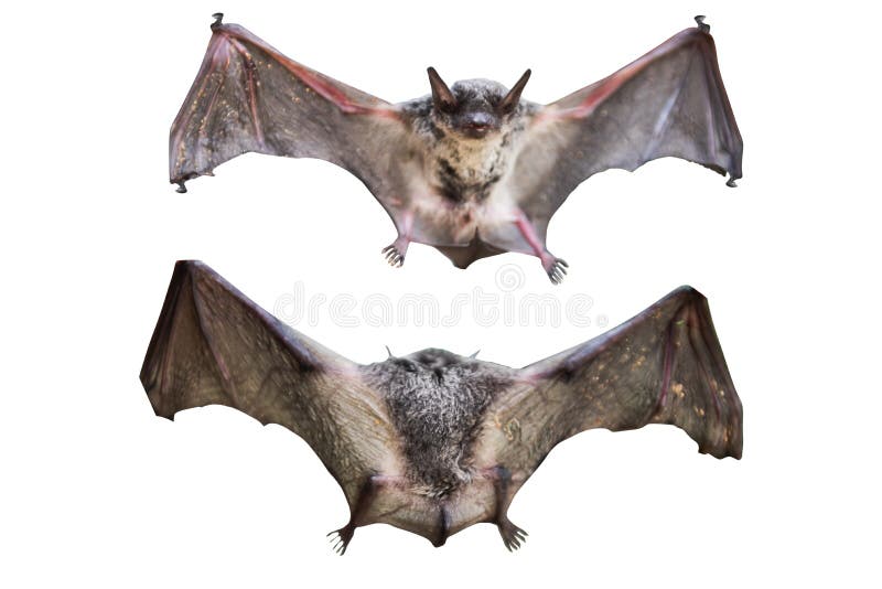 Front and Back of Baby Flying Bat Stock Photo - Image of black ...