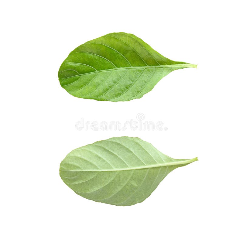 Front and Back Green Leaf . Stock Image - Image of bright, brown: 104561435