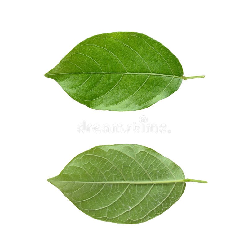 Front and Back Green Leaf . Stock Image - Image of bright, brown: 104561435