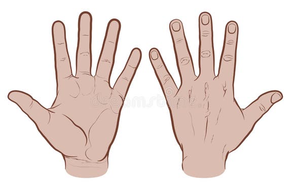 Outline Hand Front Back Medical Stock Illustrations – 101 Outline Hand ...