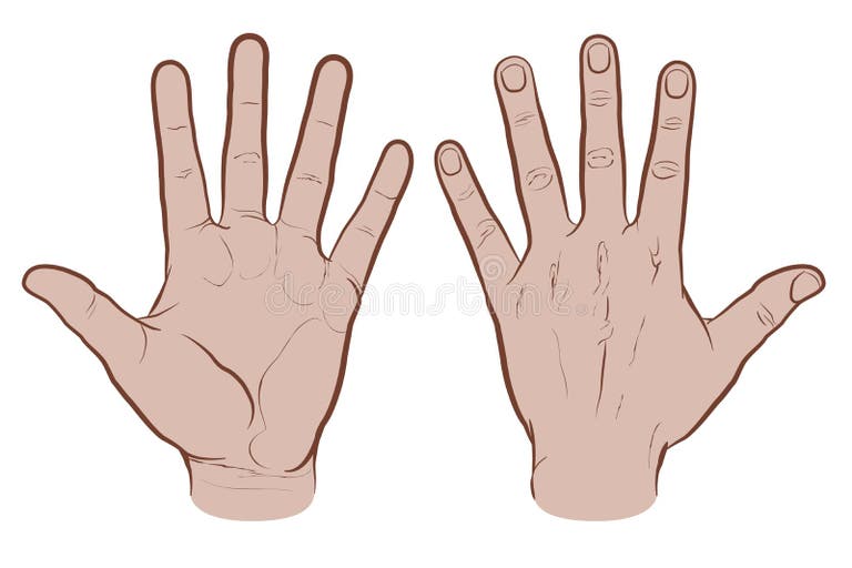 Outline Hand Front Back Medical Right Stock Illustrations – 85 Outline ...