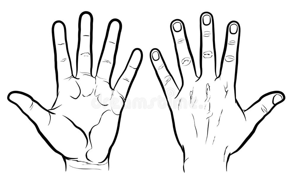 Front and Back of Hand, Outline Version Stock Vector - Illustration of ...