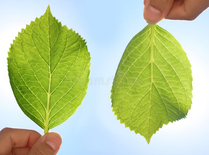 Front and Back of a Hydrangea Leaf Stock Photo - Image of colorful ...