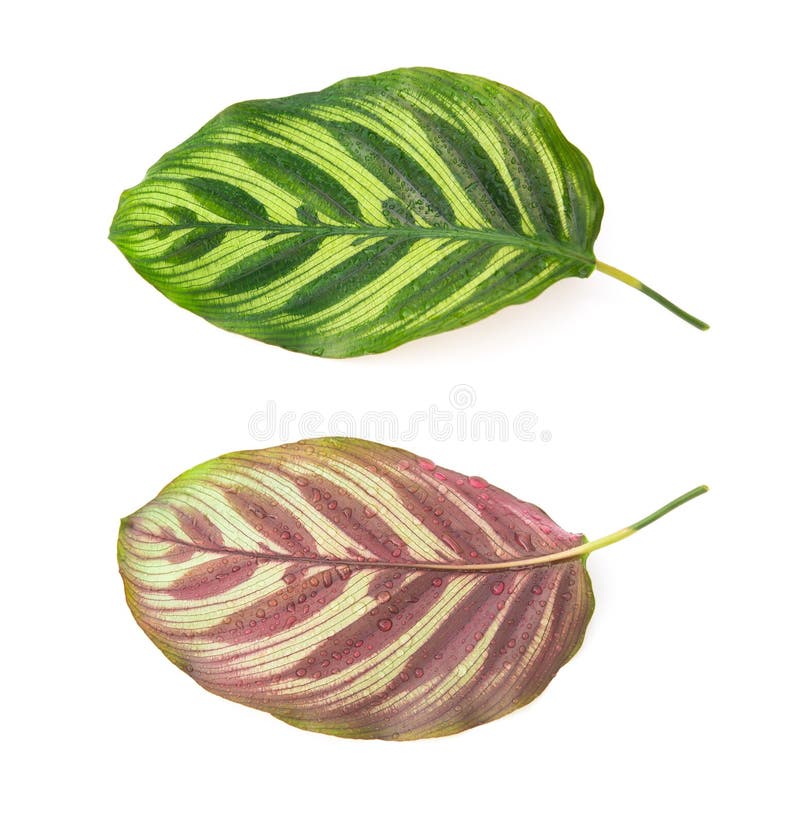 Croton, Green Leaf Tree Plant Fresh Nature Stock Image - Image of ...