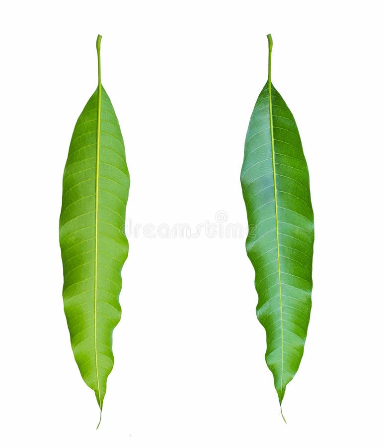 Mango Leaf Front Back Stock Photos - Free & Royalty-Free Stock Photos ...