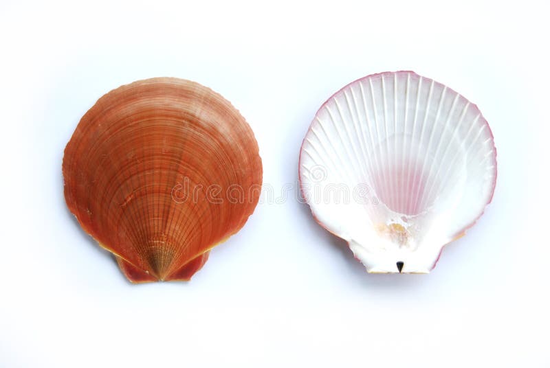 Lizard shadow stock photo. Image of rain, shadow, forest - 1884272