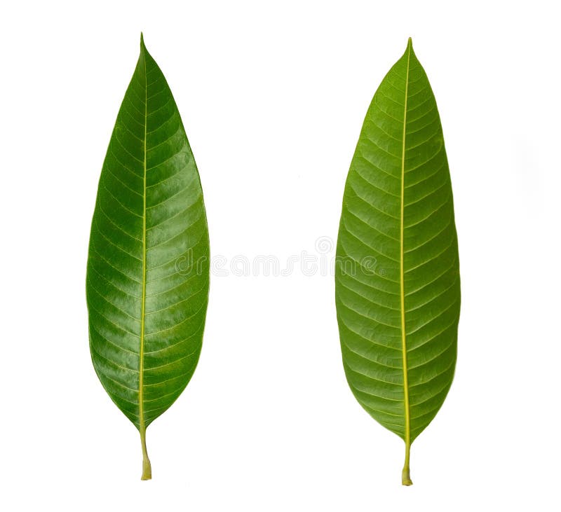 Front and Back Sides of Mango Tree Leaf Isolated on White Background ...