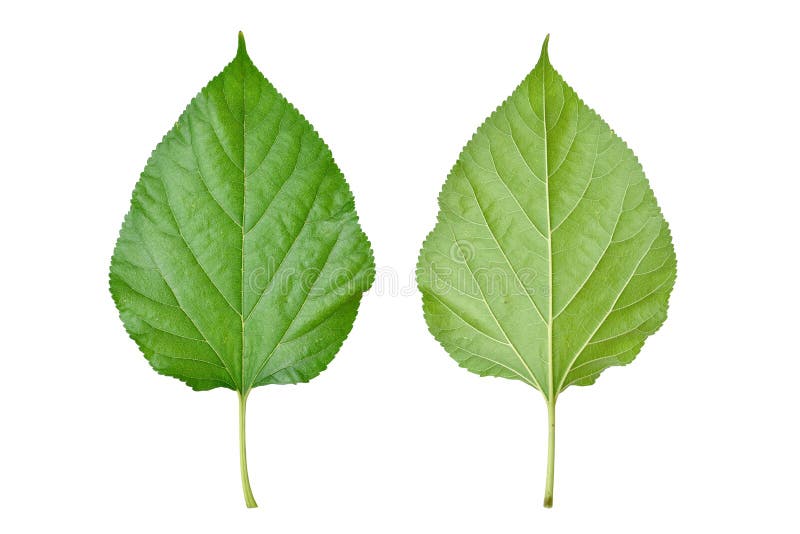 Front and Back of Kratom Mitragyna Speciosa Leaf Stock Photo - Image of ...