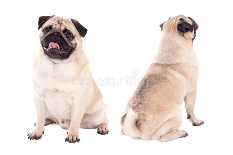 Front and Back View of Friendly Pug Dog Sitting Isolated on Whit Stock ...