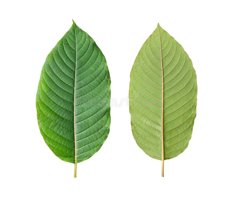 Front and Back of Kratom Mitragyna Speciosa Leaf Stock Photo - Image of ...