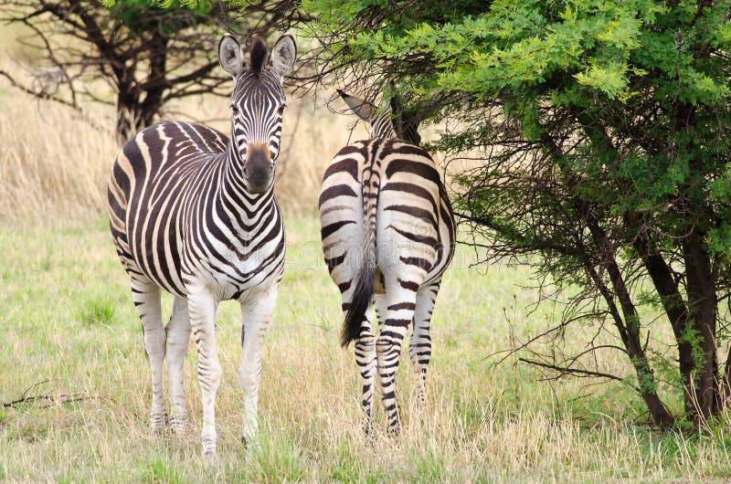 Zebras Under Tree Stock Photos - Free & Royalty-Free Stock Photos from ...