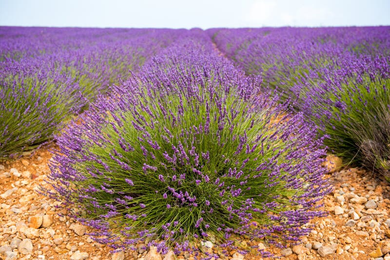 Front Bush of a Lavender Row Stock Photo - Image of landscape, fields ...