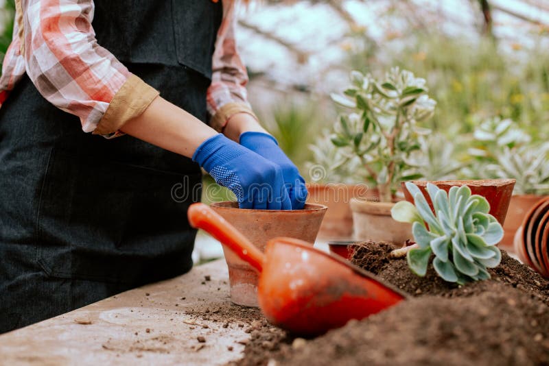 In Front of the Camera Process of Planting a Decorative Flower into a ...
