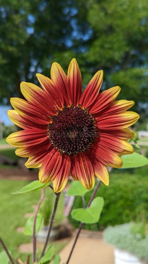 Front and Center Sunny Flower Time Stock Photo - Image of front, flower ...