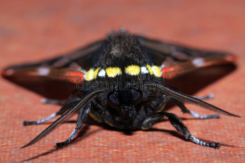 Moth Front Faced On A Flower Stock Photo - Image of gardens, details ...