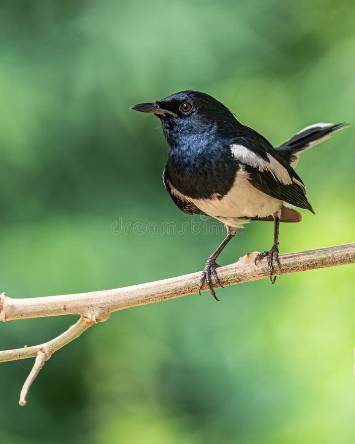 Front Close Up of a Oriental Magpie Stock Photo - Image of single ...