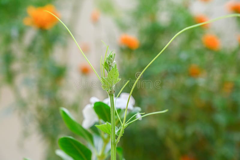 Front Closeup of Vegetable Vine Stock Photo - Image of color, growth ...
