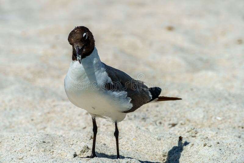 Front Closeup of a White and Black Seagull Standing on a Sandy Beach ...