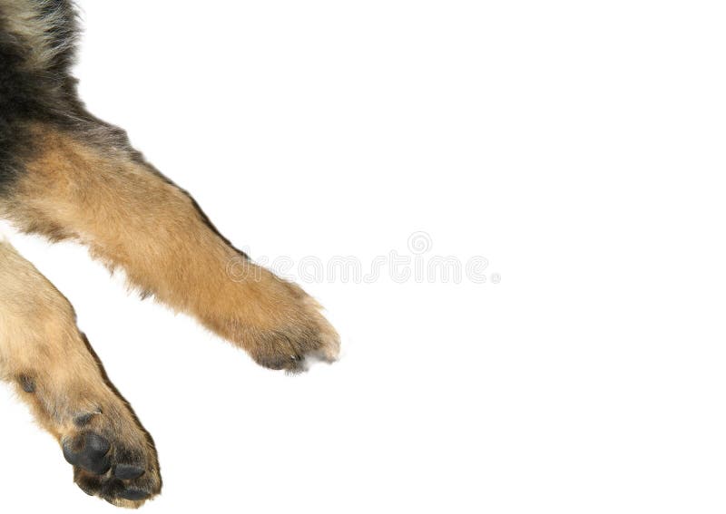 Front Dog Legs Isolated on White with Copy Space Stock Image - Image of ...