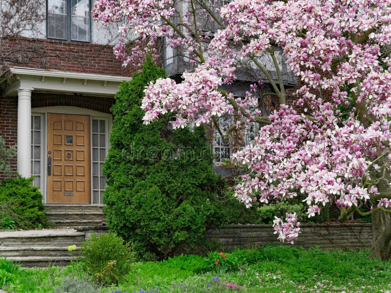 Front Door of House with Beautiful Magnolia Tree Stock Image - Image of ...