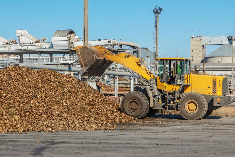 Front-end Loader in Action on the Loading of Sugar Beet at a Sugar ...