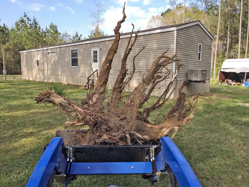 Front End Loader Hauling Stump Stock Photo - Image of front, clearing ...