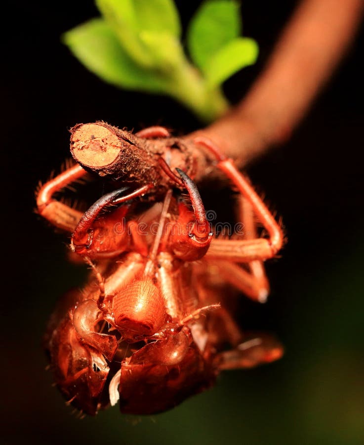 525 Cicada Face Stock Photos - Free & Royalty-Free Stock Photos from ...