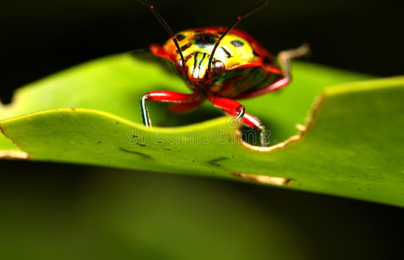 Colorful Shield Bug stock image. Image of garden, biology - 17357707