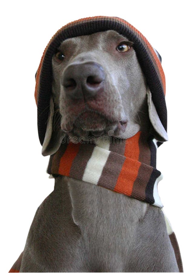 Front Face of Dog with Hat and Scarf Stock Image - Image of gelidity ...