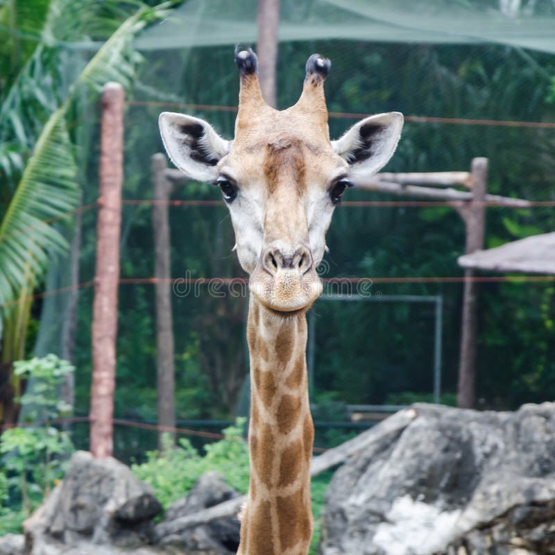 Front face of giraffe stock photo. Image of mammal, tall - 35328372