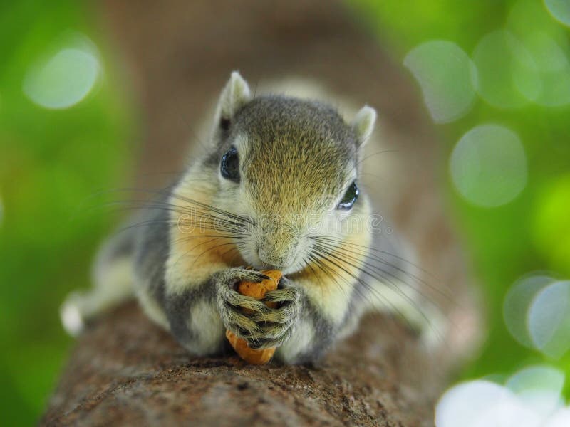 Front Face of a Squirrel on a Tree Eating Beans. it`s Small and Cute ...