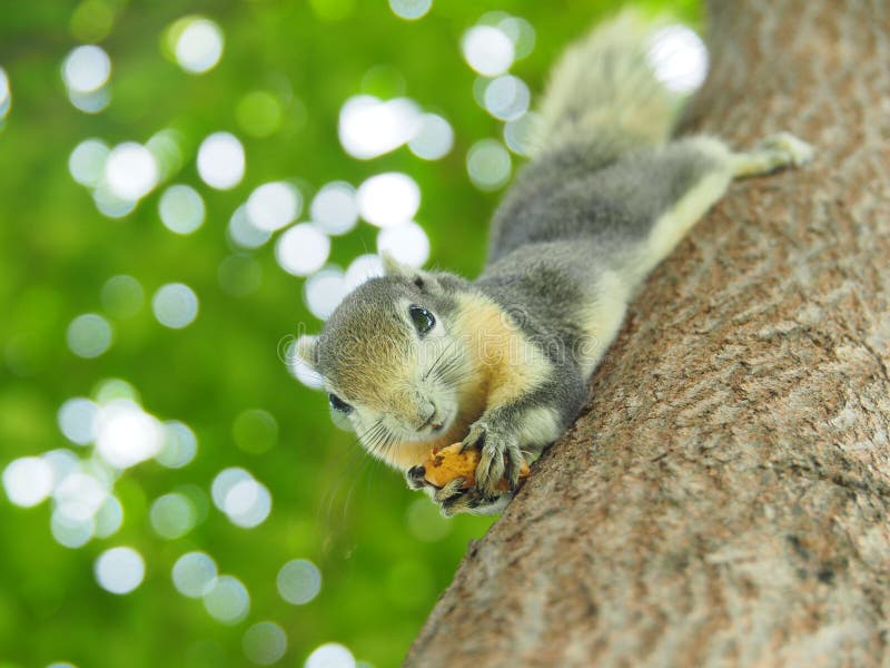 Front Face of a Squirrel on a Tree Eating Beans. it`s Small and Cute ...