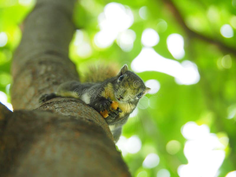 Front Face of a Squirrel on a Tree Eating Beans. it`s Small and Cute ...