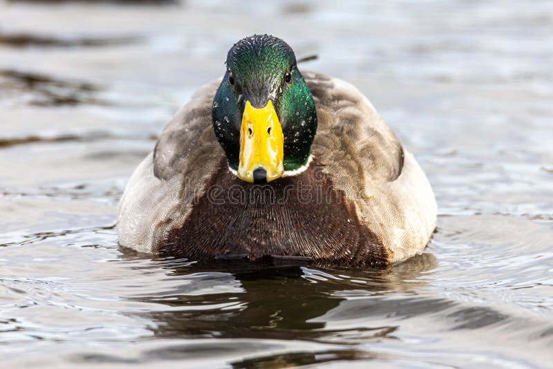 Front Facing Drake Mallard Swimming Stock Image - Image of forward ...