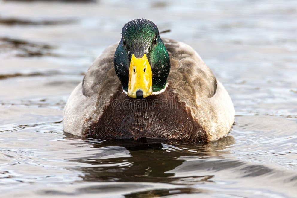 Front Facing Drake Mallard Swimming Stock Image - Image of forward ...